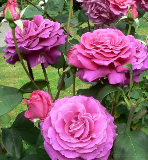 Hoa hồng bụi Ebb Tide (Purple Eden) | Hưng Thịnh Garden