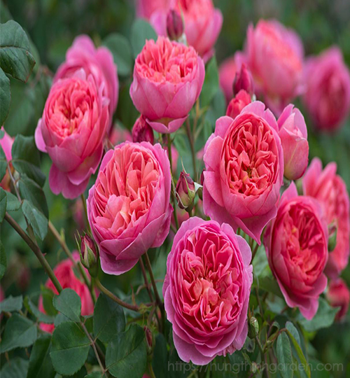 Hoa hồng leo Benjamin Britten | Hưng Thịnh Garden