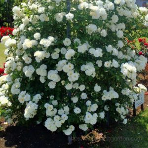 Hoa hồng leo Summer Snow | Hưng Thịnh Garden